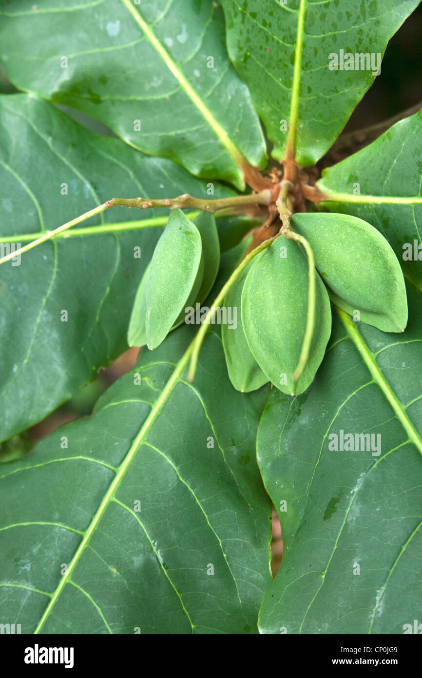 Seeds, Sea Almond tree 'Terminalia catappa' Stock Photo - Alamy