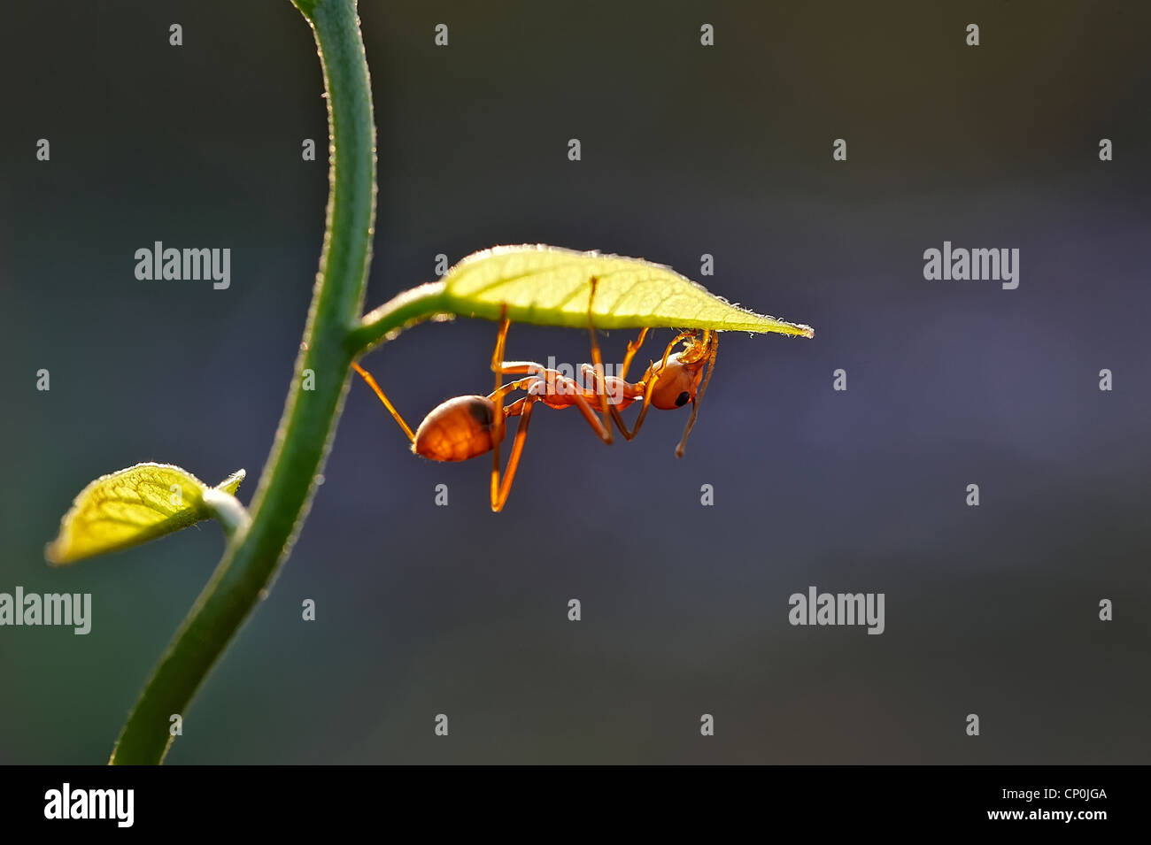 ant formica rufa Stock Photo - Alamy