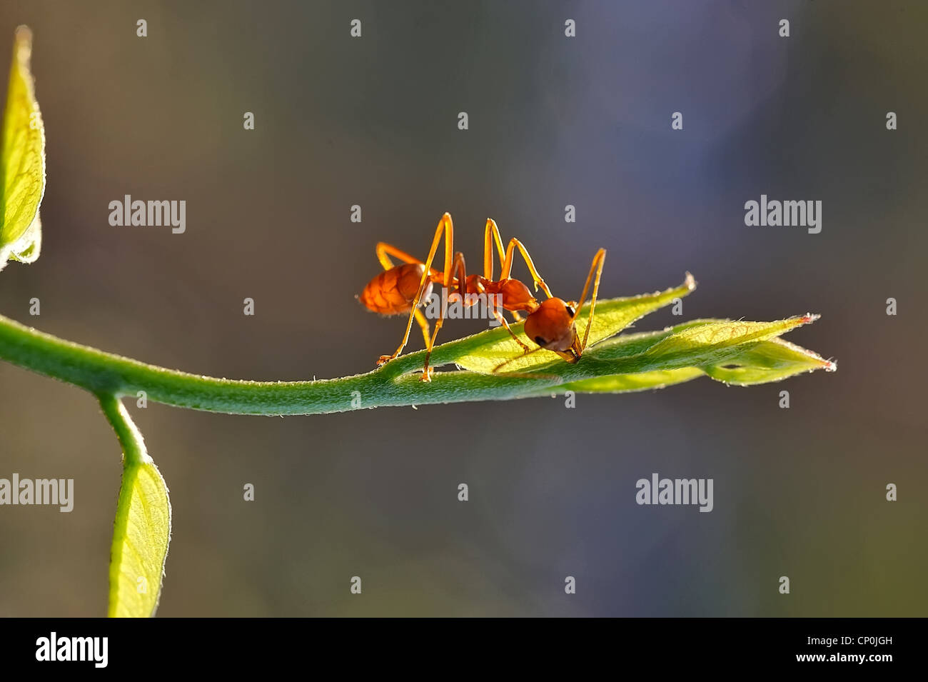 ant formica rufa Stock Photo - Alamy