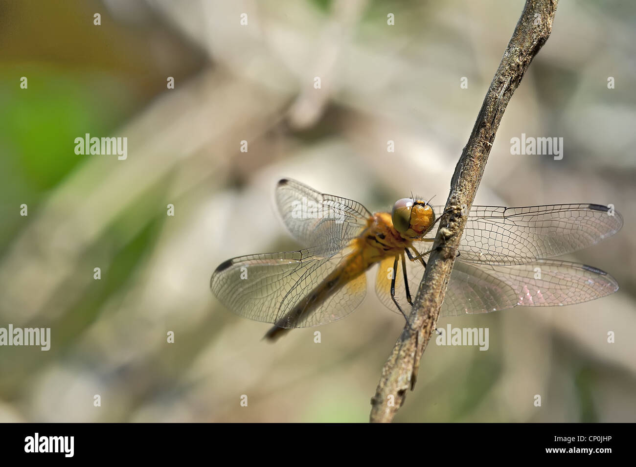 Damselflies and the anisoptera hi-res stock photography and images - Alamy