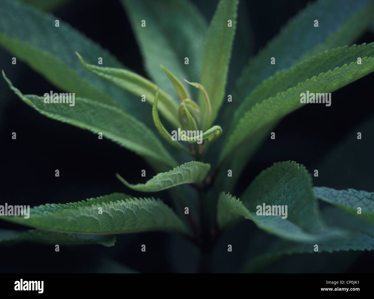 Fresh green spring leaves of the Joe-Pye Weed plant (Eupatorium ...