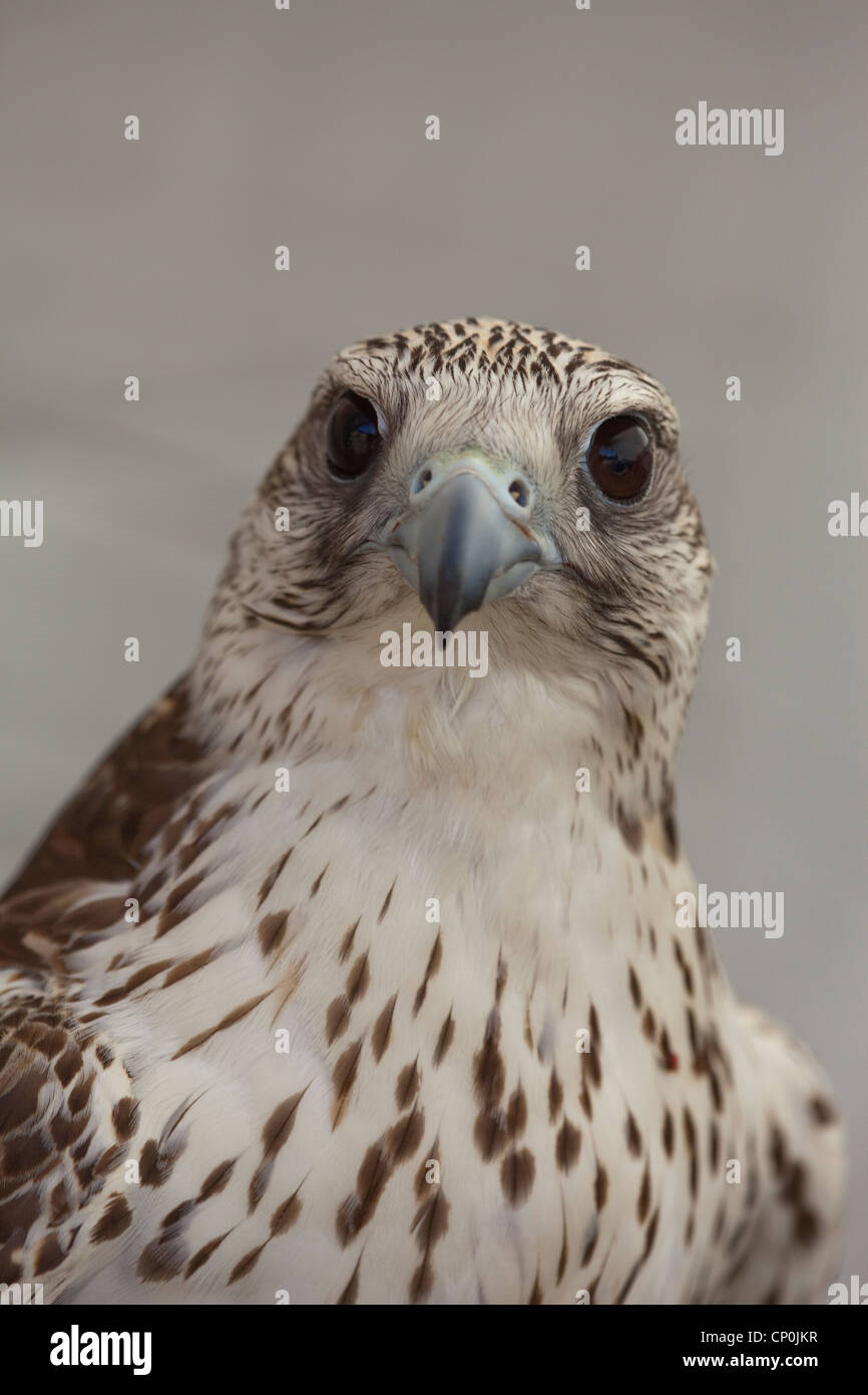 Gyrfalcon (Falco rusticolus). Portrait. Showing ability to see by ...