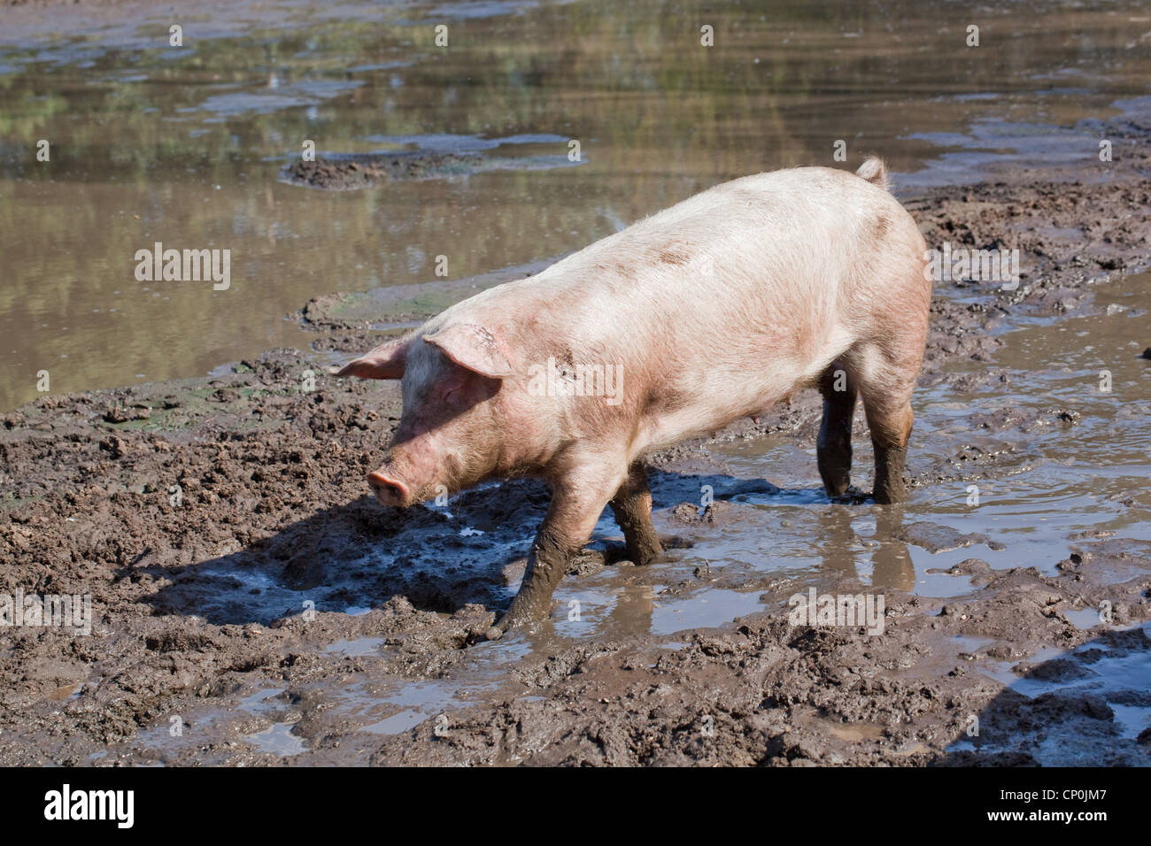 Pigs wallow mud hi-res stock photography and images - Alamy