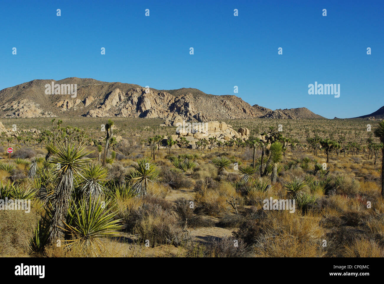 Yucca, Joshua and rocks, Joshua Tree National Park, California Stock ...
