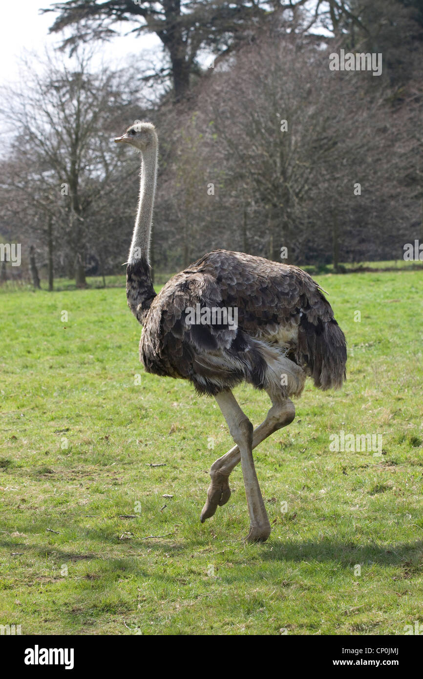 Adult Ostrich Struthioniformes walking in a field Stock Photo - Alamy