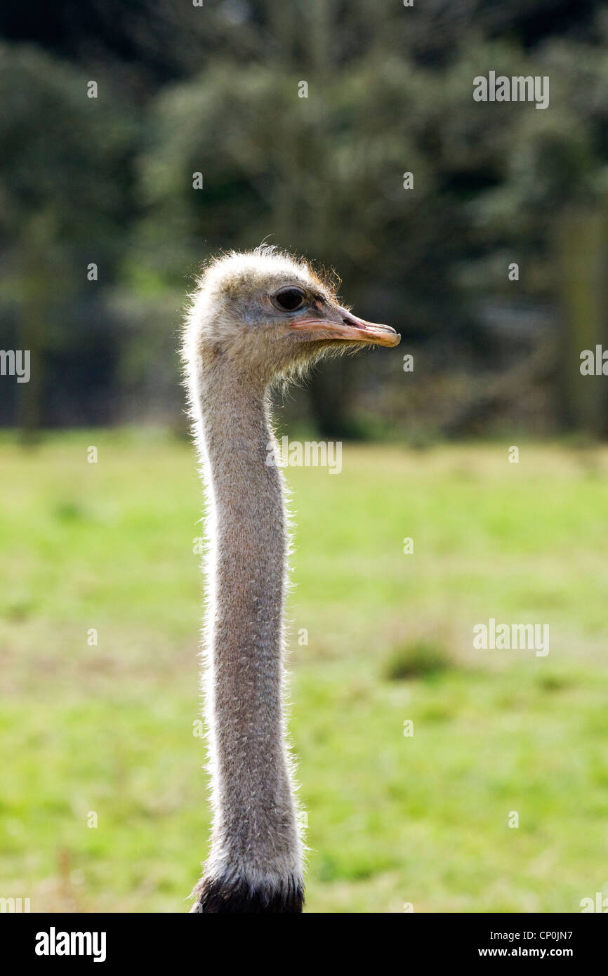 Struthioniformes High Resolution Stock Photography and Images - Alamy