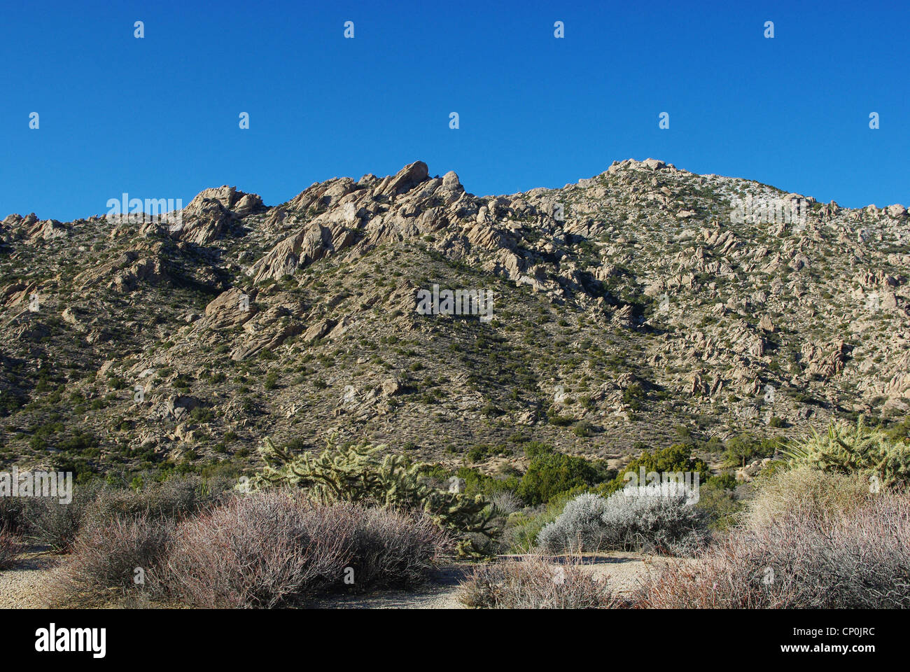 High desert plants rugged hi-res stock photography and images - Alamy