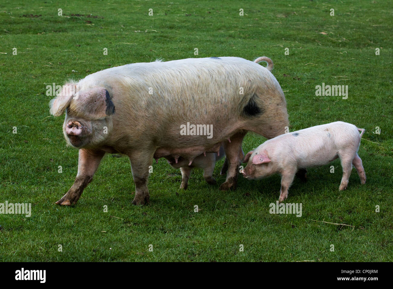A domestic sow and her piglet in a meadow in Oxfordshire England Sus ...