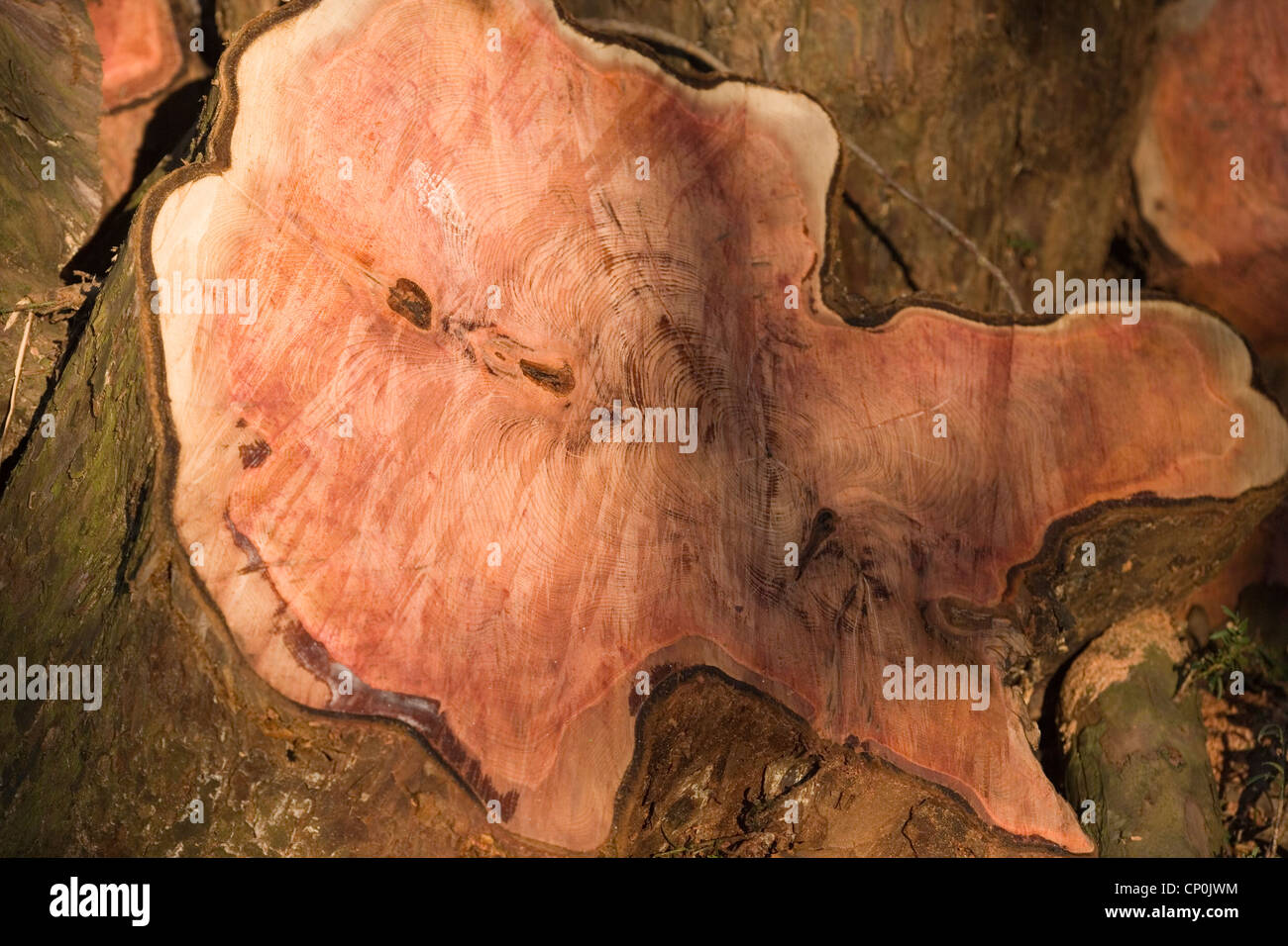 Yew (Taxus baccata). Cross section of a trunk on a recently felled tree ...