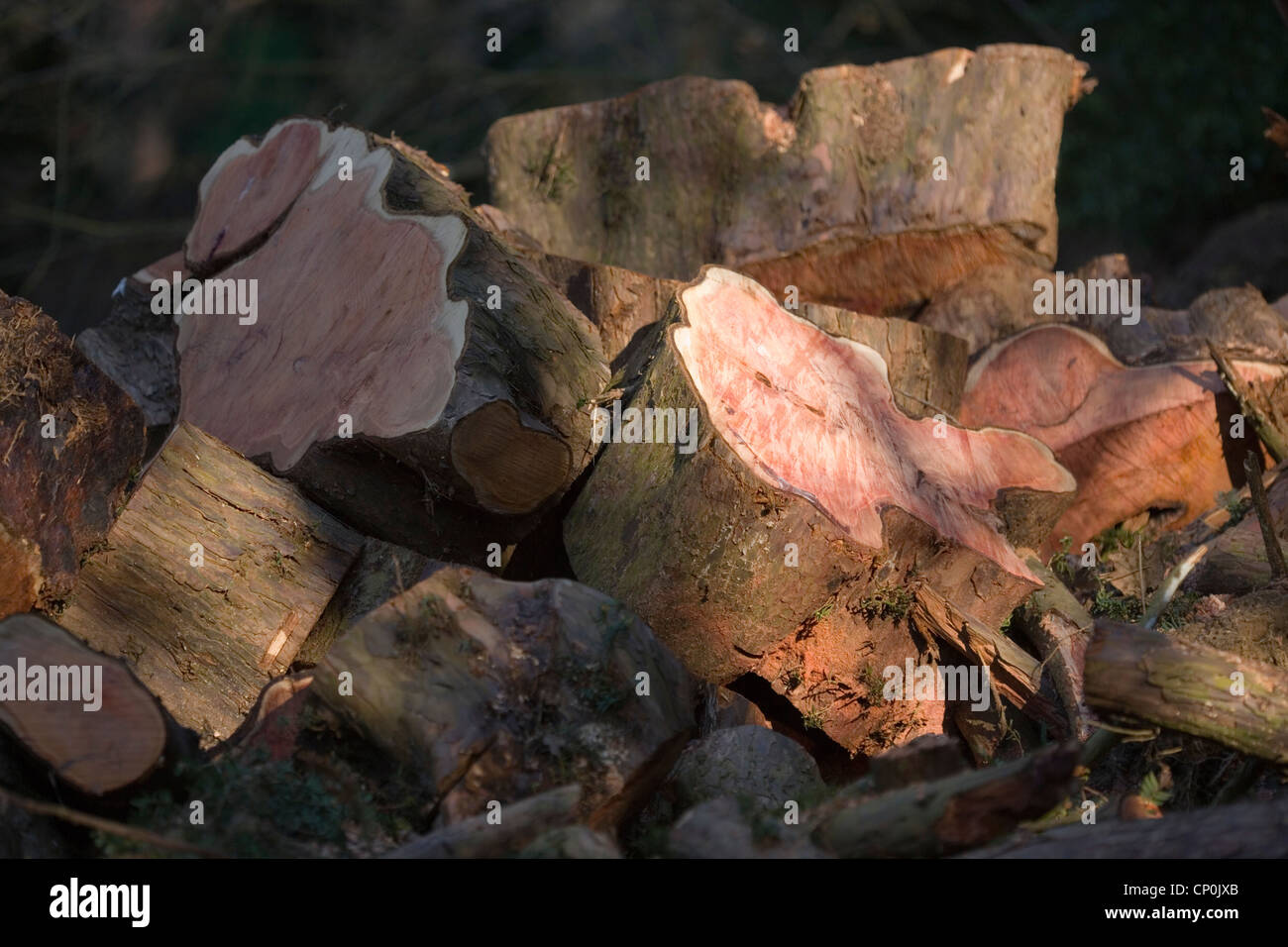 Cross section tree yew hi-res stock photography and images - Alamy