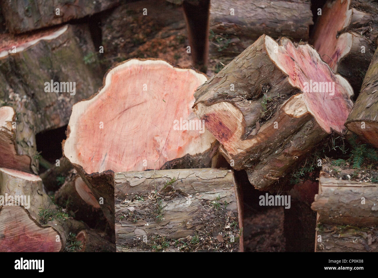 Yew (Taxus baccata). Logs, cross-sections of trunk of a recently felled ...