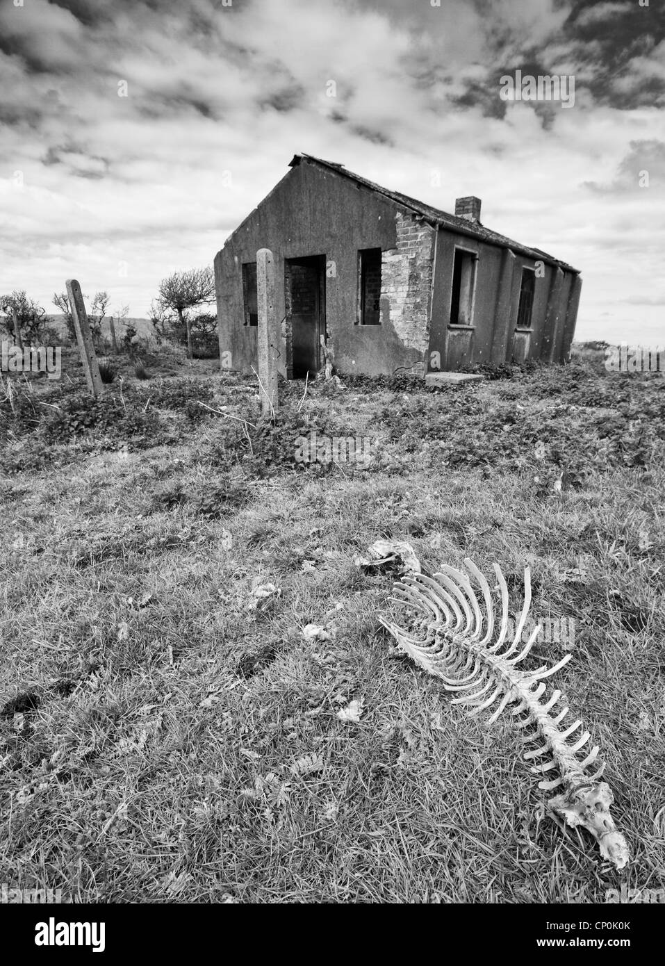 Skeleton in field Black and White Stock Photos & Images - Alamy