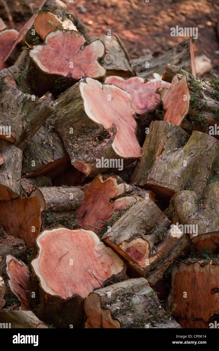 Yew (Taxus baccata). Logs, cross-sections of trunk of a recently felled ...