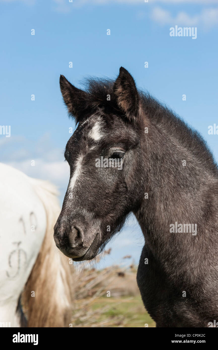 Foal head shot hi-res stock photography and images - Alamy