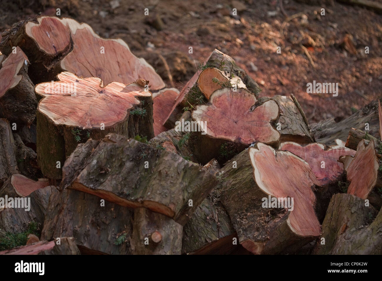 Yew (Taxus baccata). Logs, cross-sections of trunk of a recently felled ...