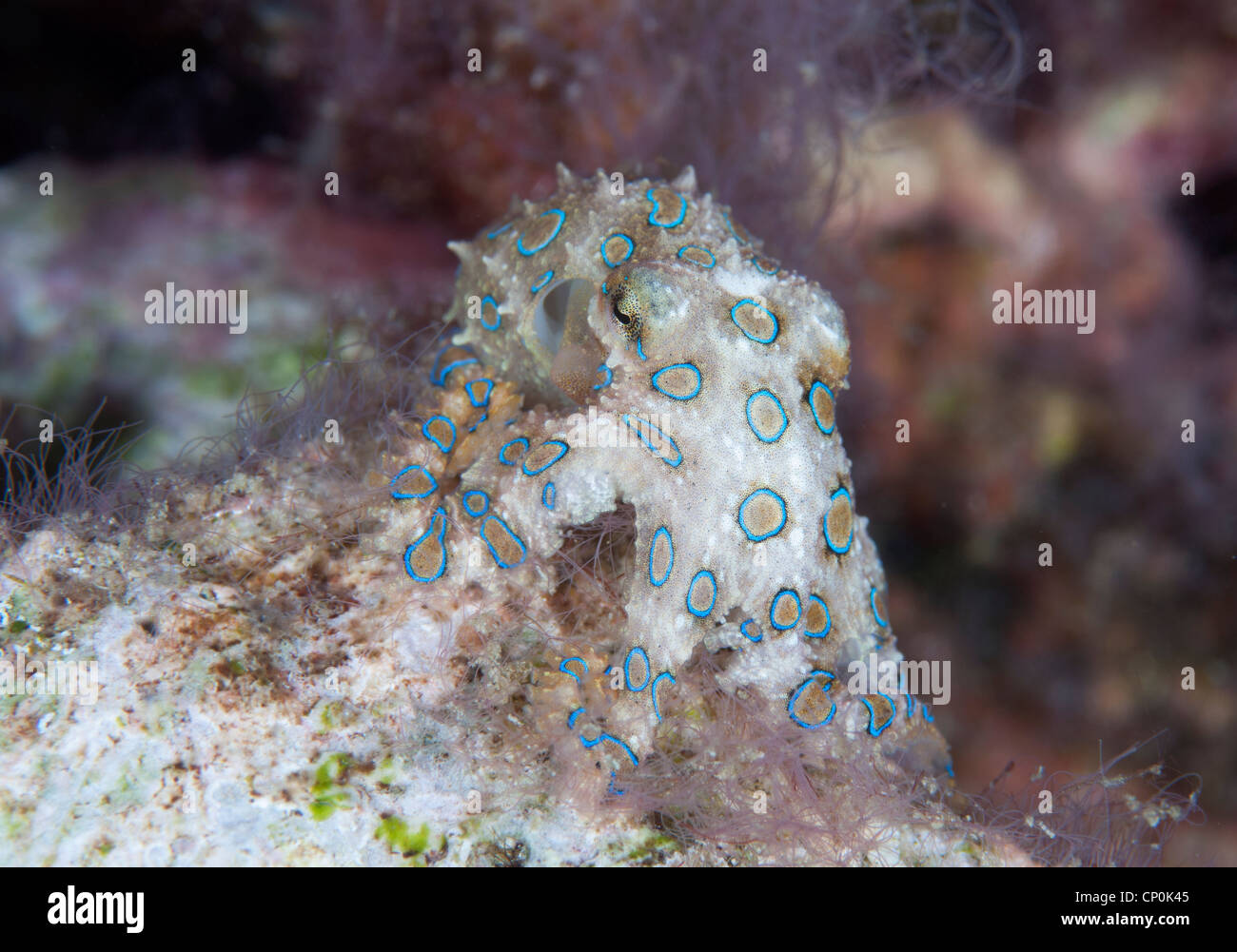 Blue ringed octopus Stock Photo - Alamy