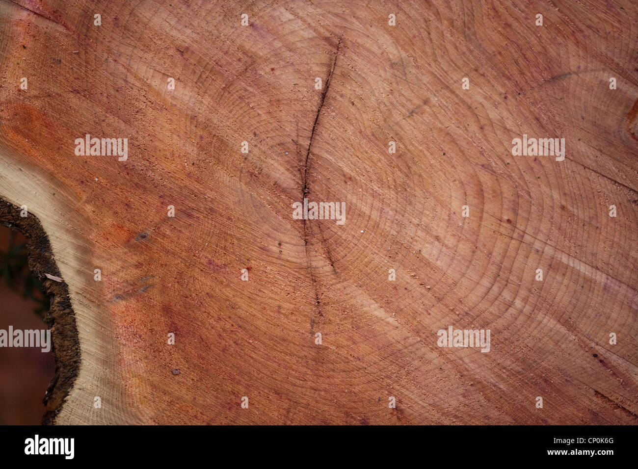 Yew (Taxus baccata). Cross-section of a trunk of a recently felled tree ...