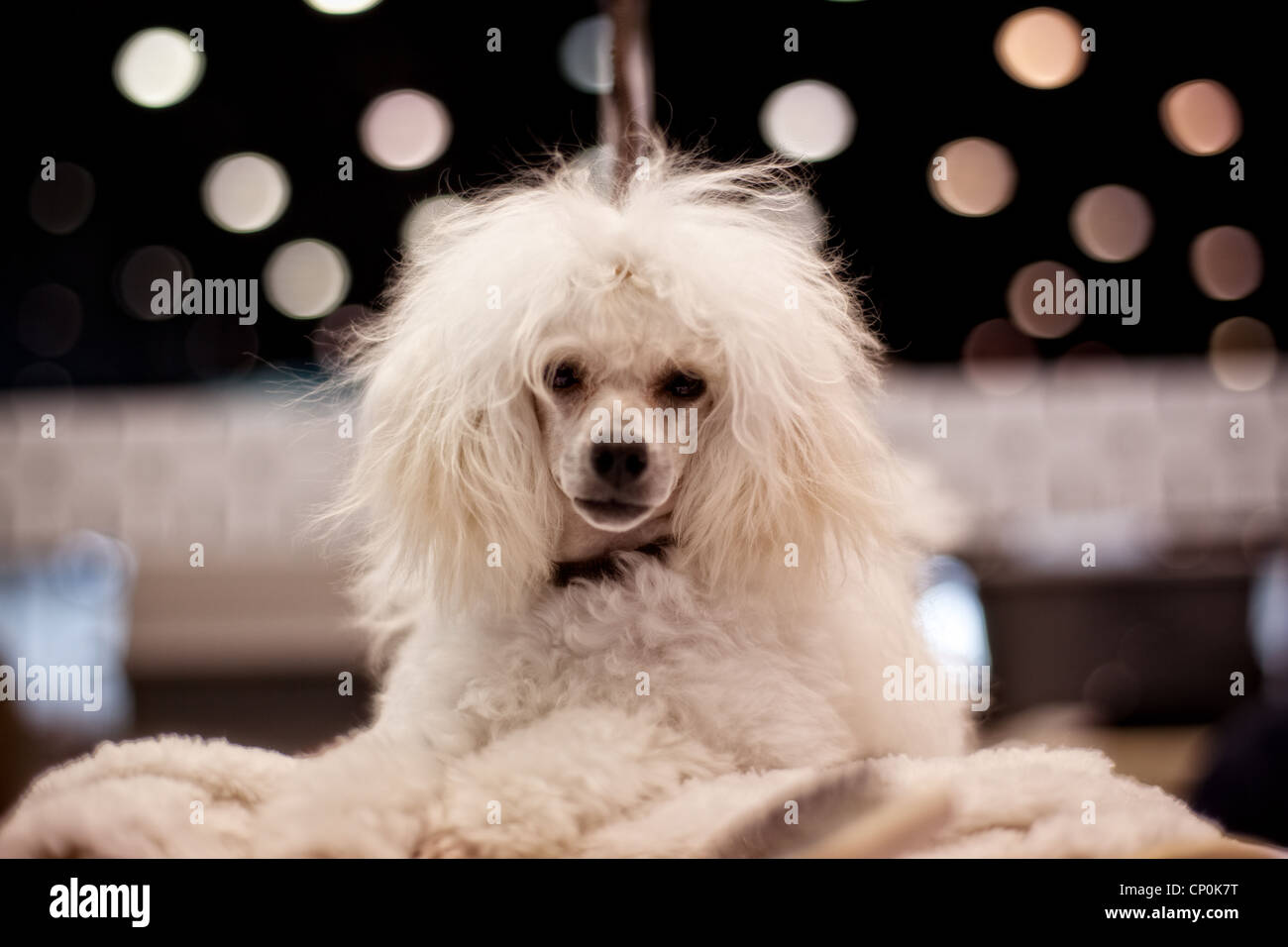 American kennel club show hi-res stock photography and images - Alamy