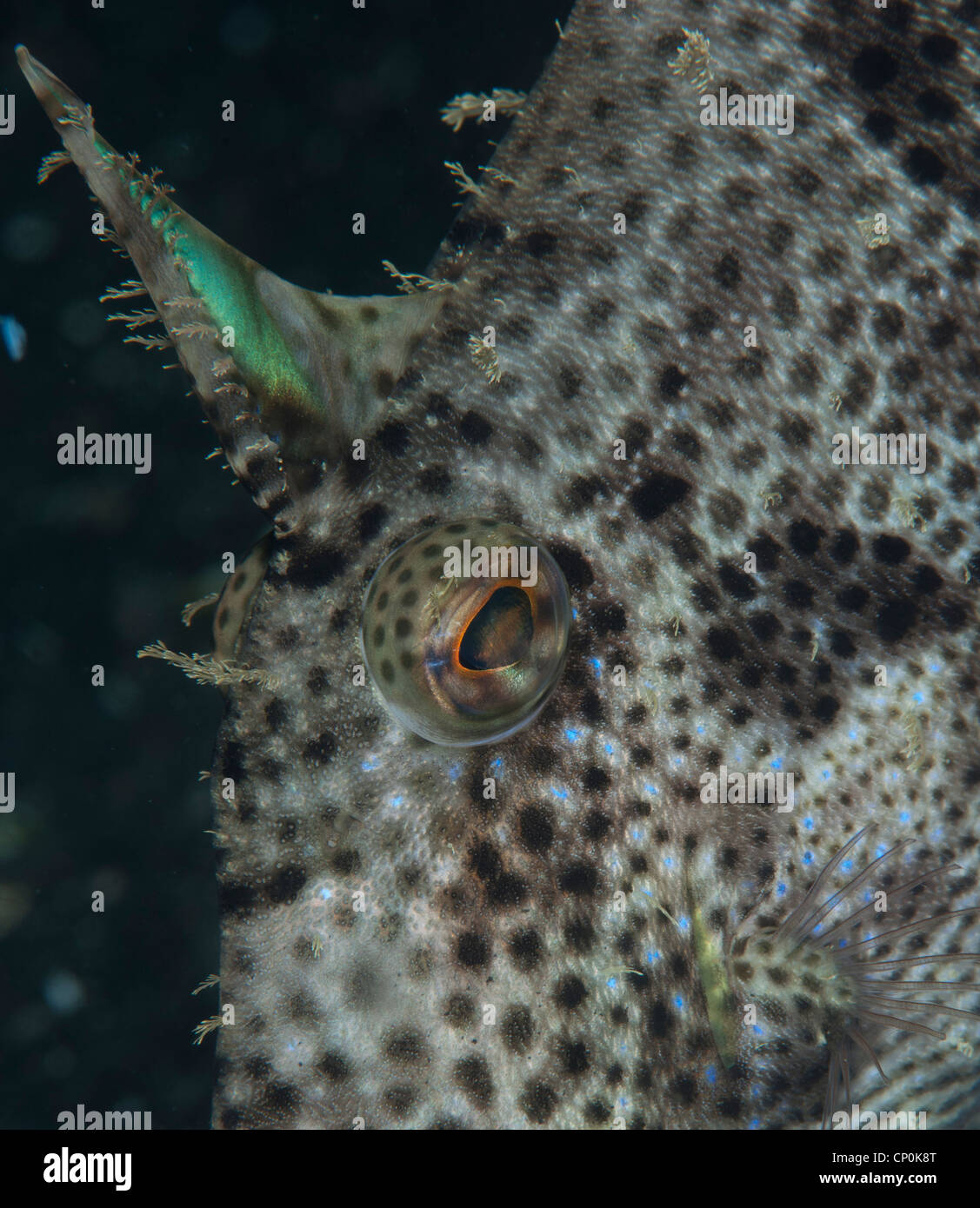 Spike file hi-res stock photography and images - Alamy