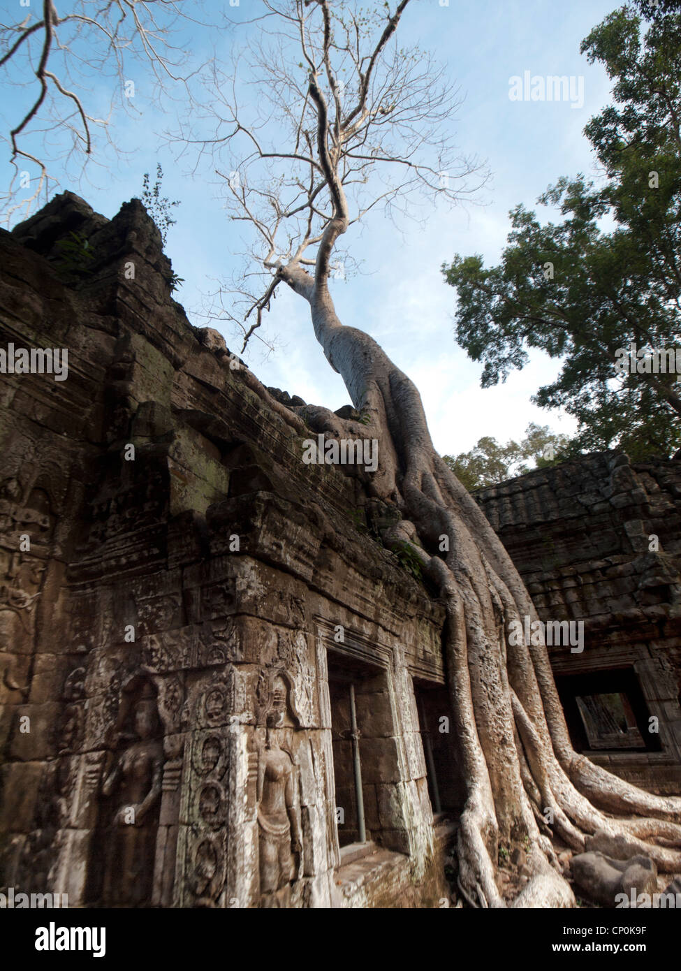 Ta Prohm temple in Angkor Cambodia Stock Photo - Alamy