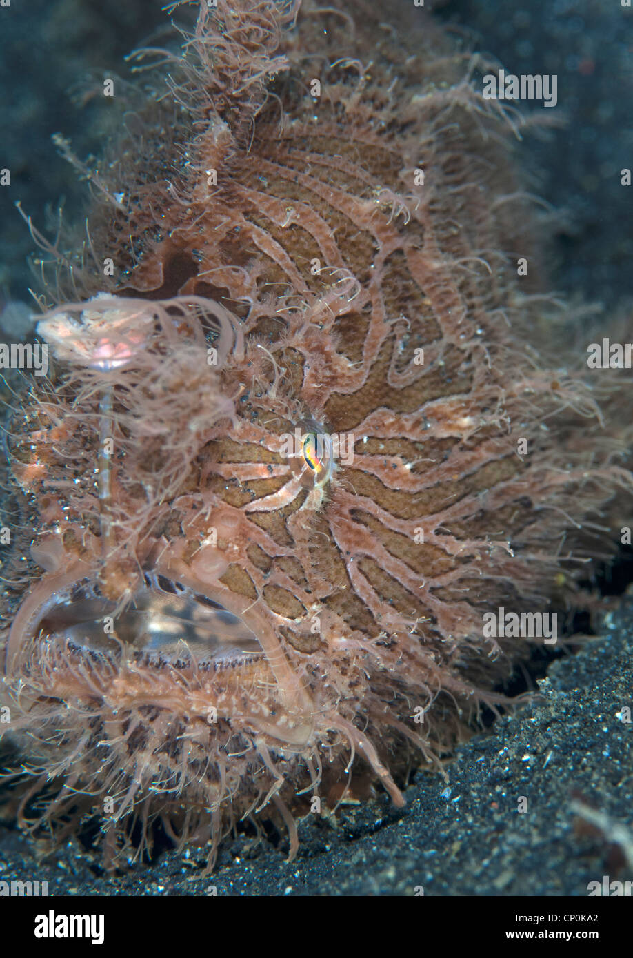 Hairy frog hi-res stock photography and images - Alamy