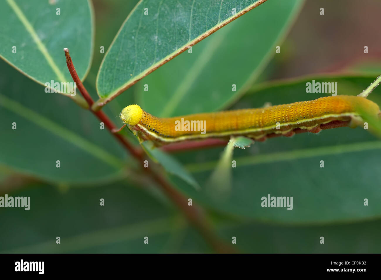 Worm isolated barbed caterpillar hi-res stock photography and images ...