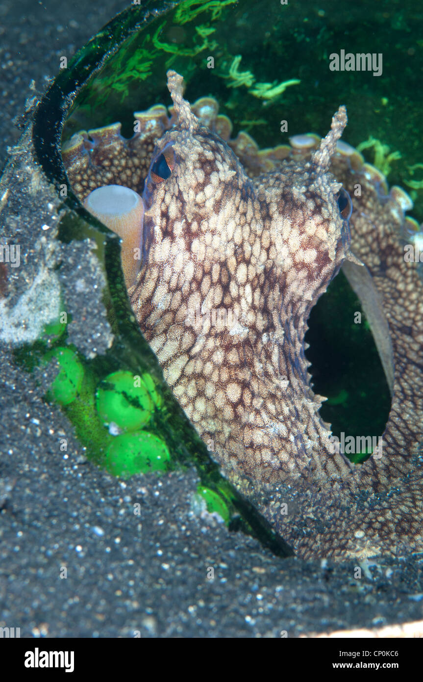 Octopus Bottle High Resolution Stock Photography and Images - Alamy