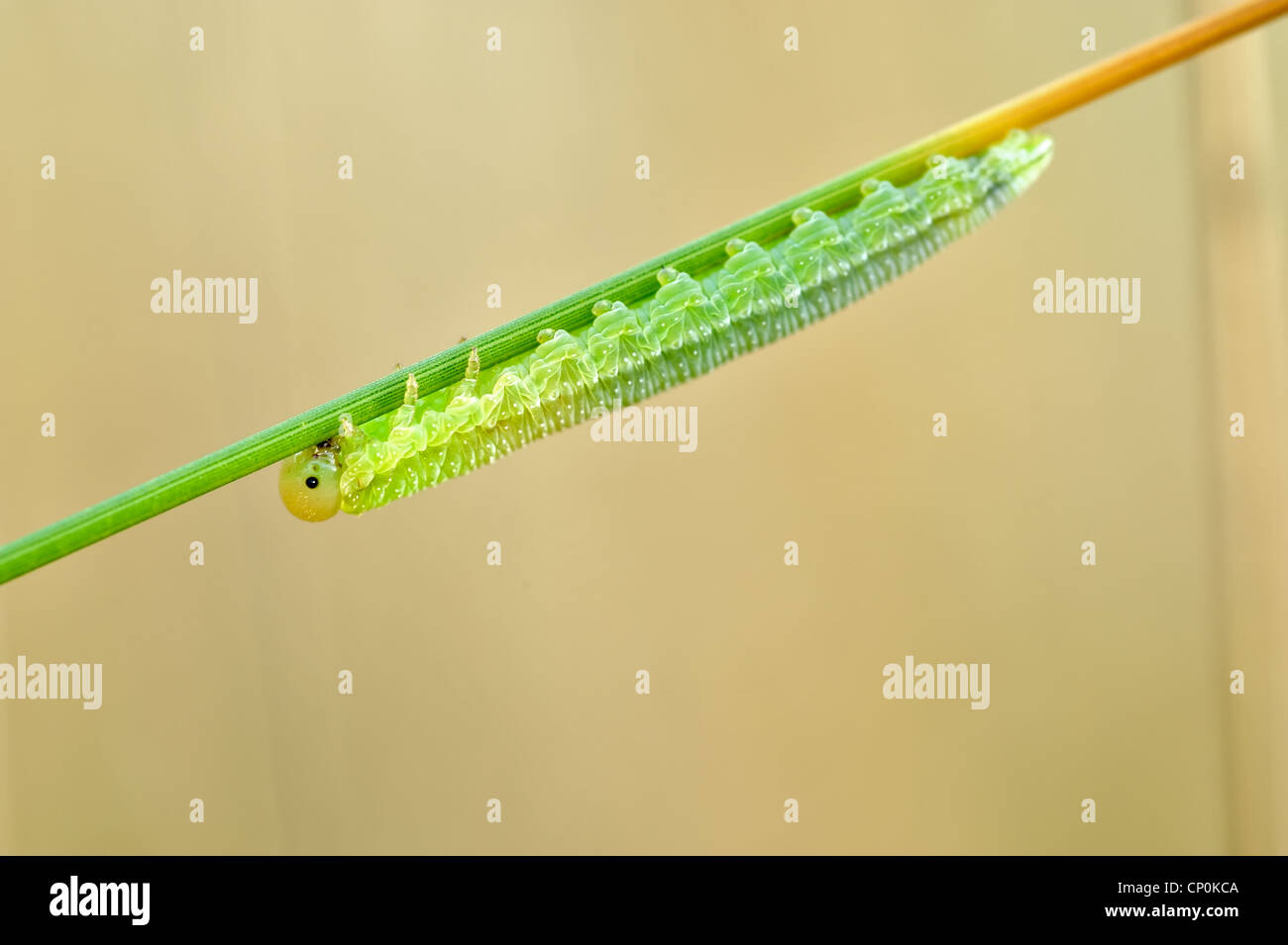 Worm isolated barbed caterpillar hi-res stock photography and images ...