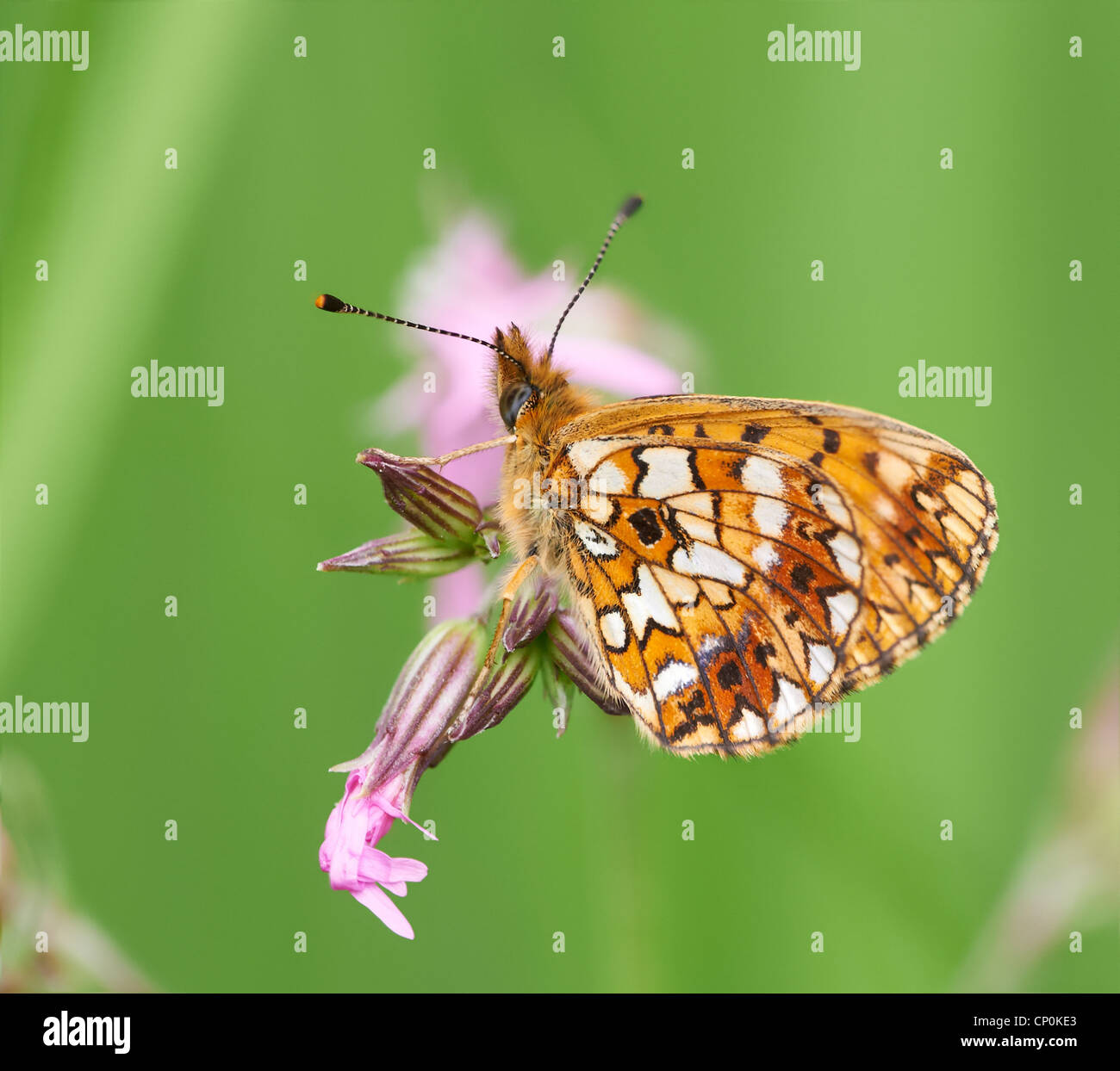 Insect wing spring moth swallowtail hi-res stock photography and images ...