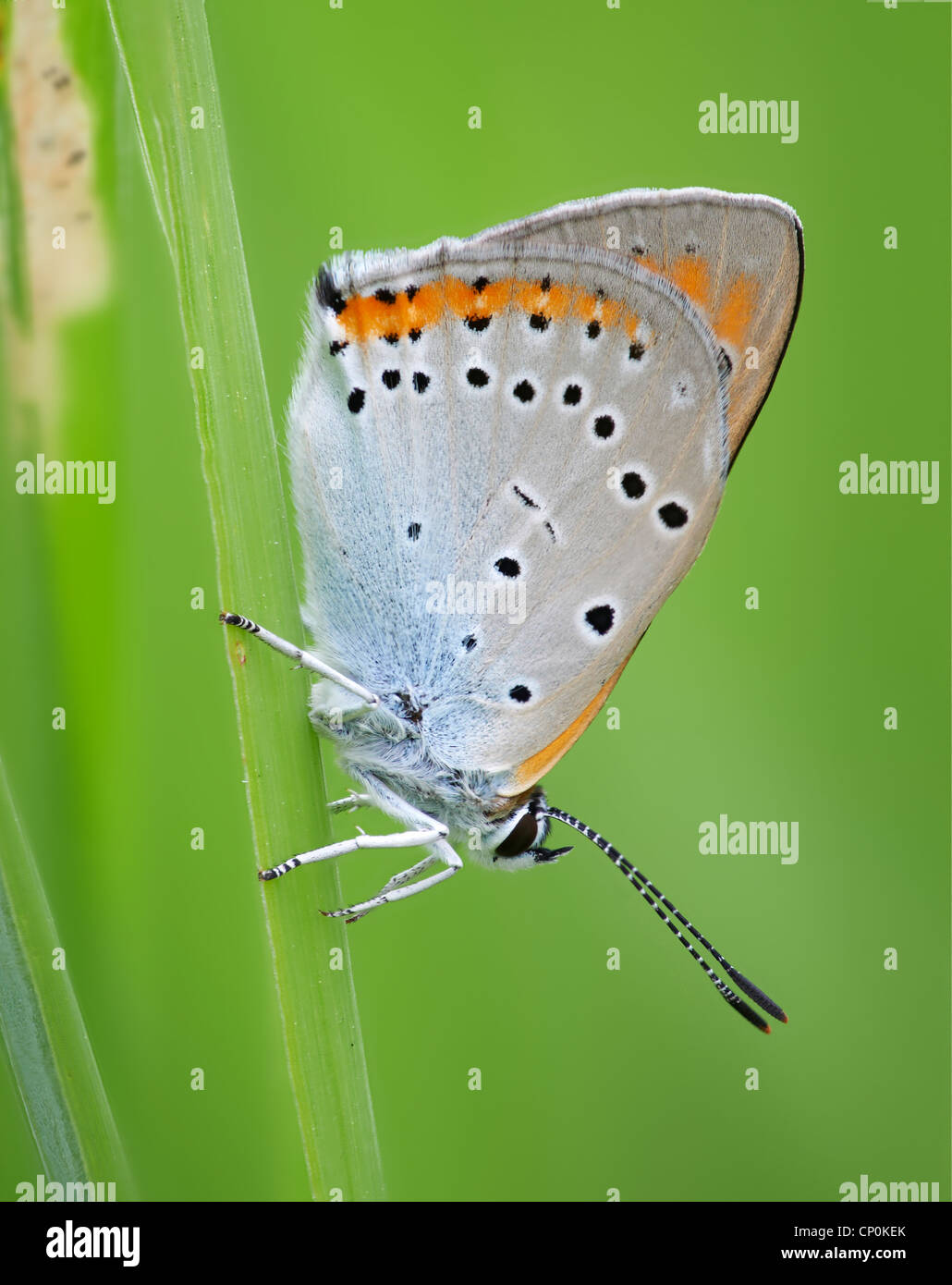 Insect wing spring moth swallowtail hi-res stock photography and images ...