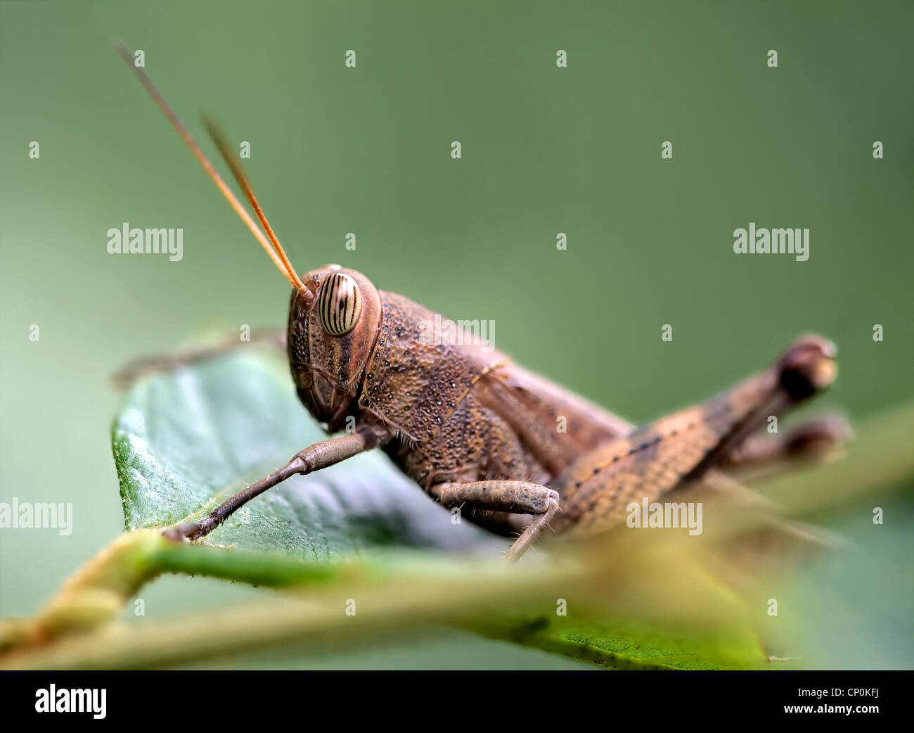 Desert locust hopper hi-res stock photography and images - Alamy