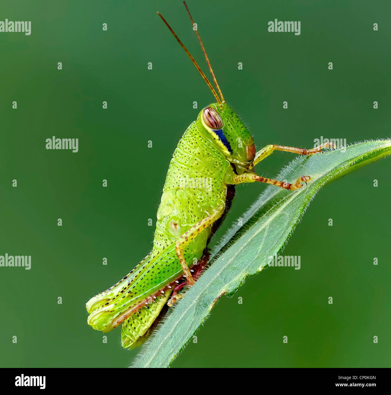 Grasshopper leaf rain hi-res stock photography and images - Alamy