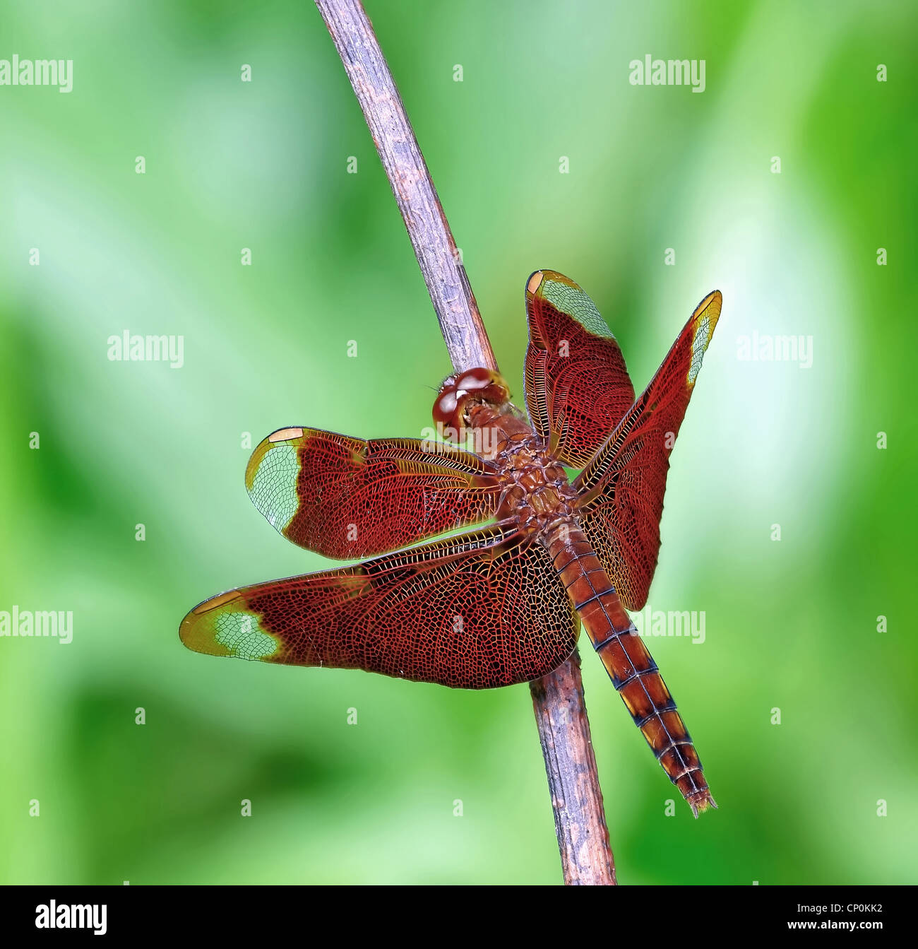 Dragonfly and damselflies hi-res stock photography and images - Alamy