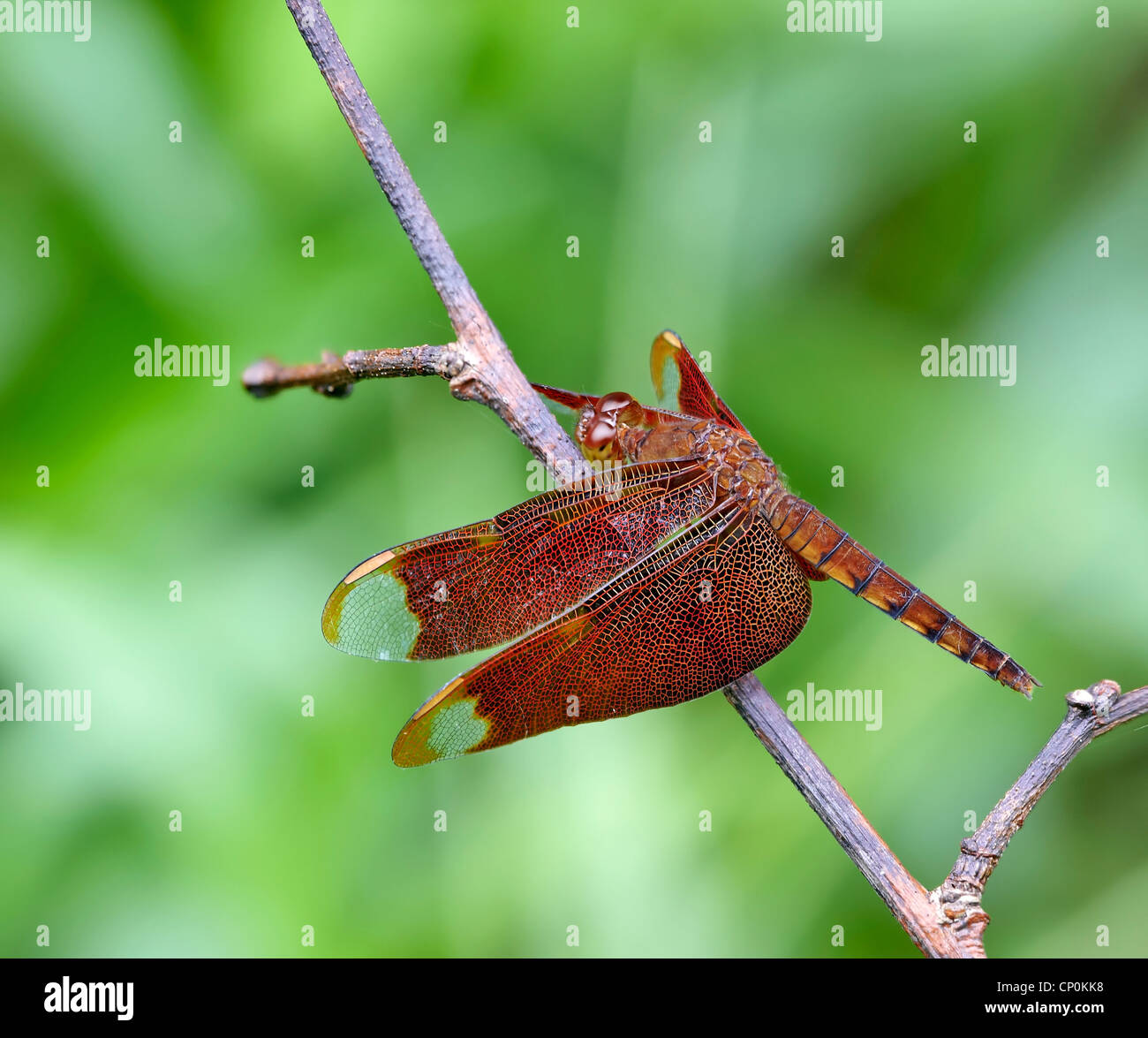 Beautiful damselflies hi-res stock photography and images - Alamy