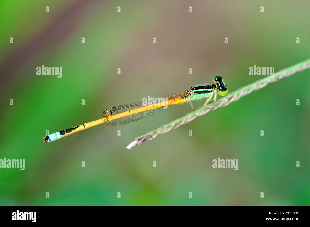 Inverted lotus flower hi-res stock photography and images - Alamy