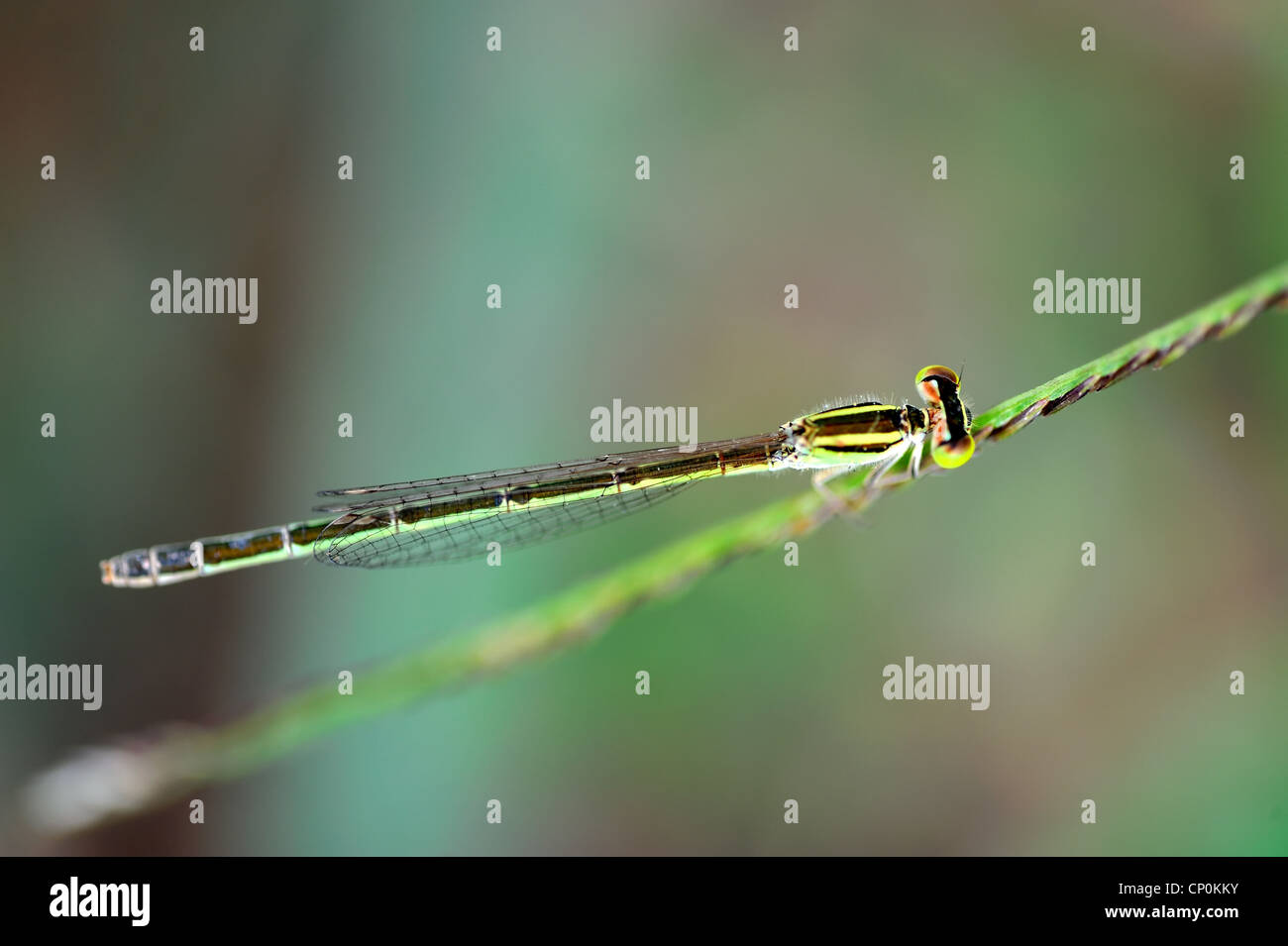 Inverted lotus flower hi-res stock photography and images - Alamy