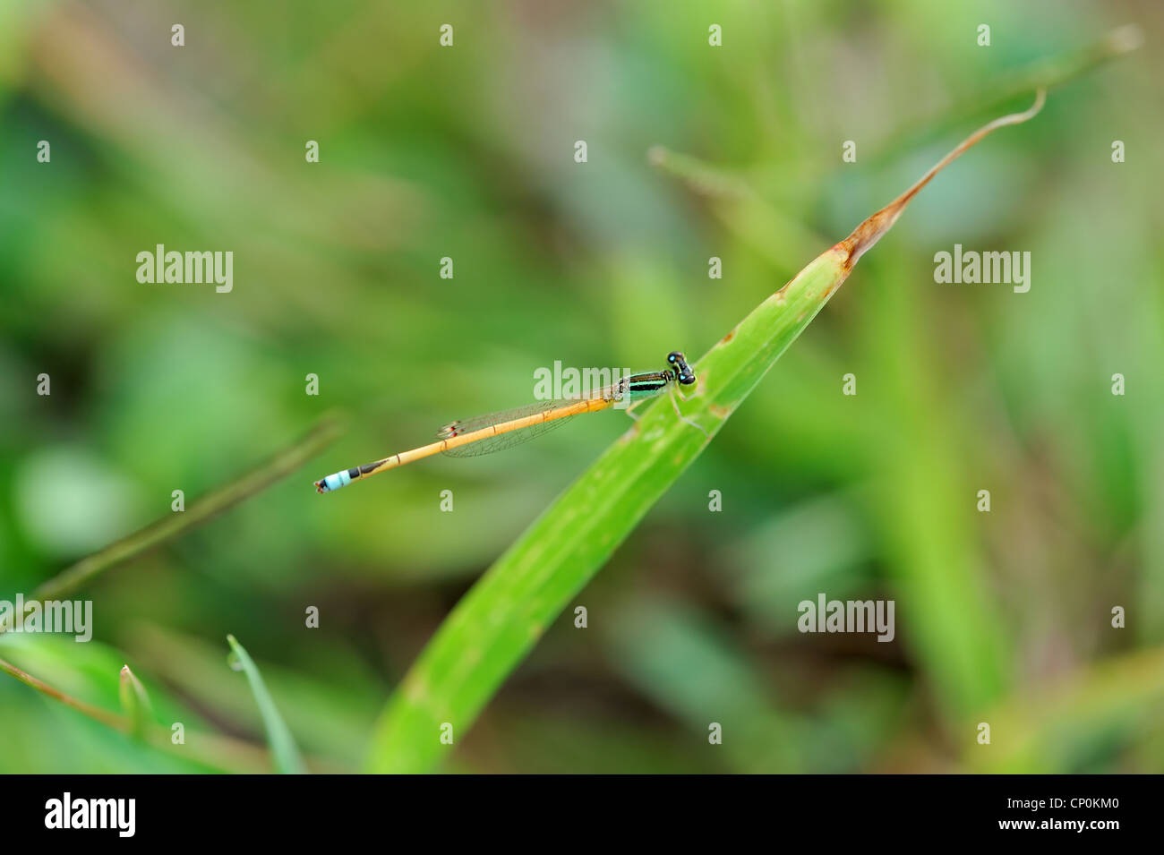 Inverted lotus flower hi-res stock photography and images - Alamy