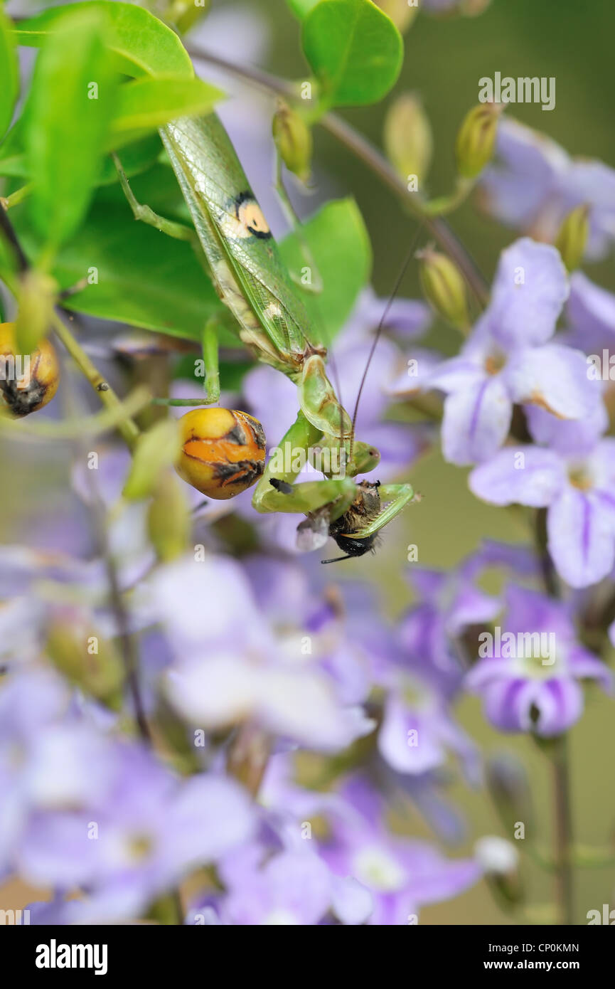 Mantodea in nature hi-res stock photography and images - Alamy