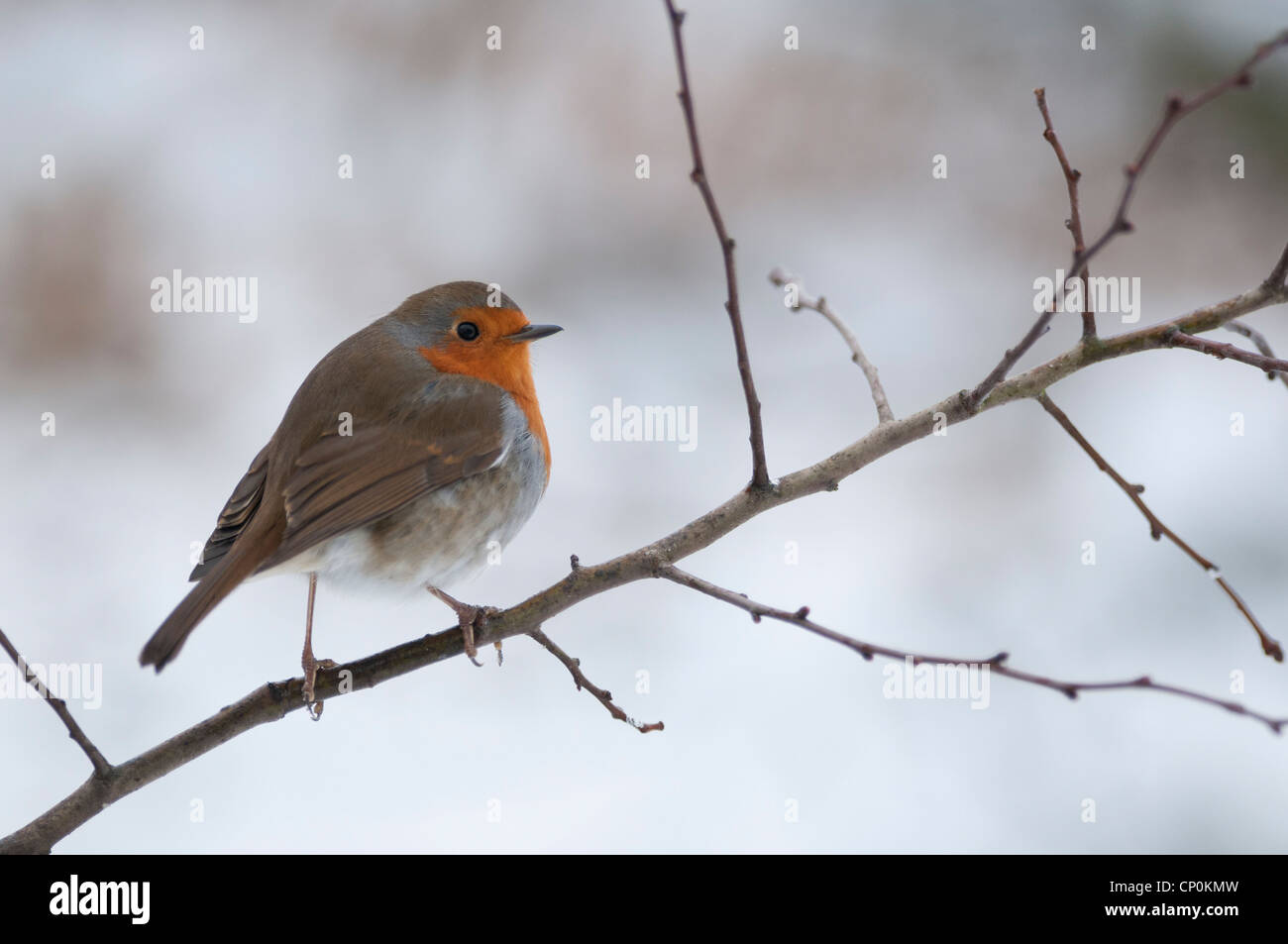 Robin portrait hi-res stock photography and images - Alamy