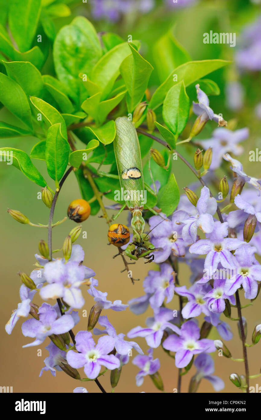 Mantis. Mantodea (or mantises) is an order of insects that contains ...