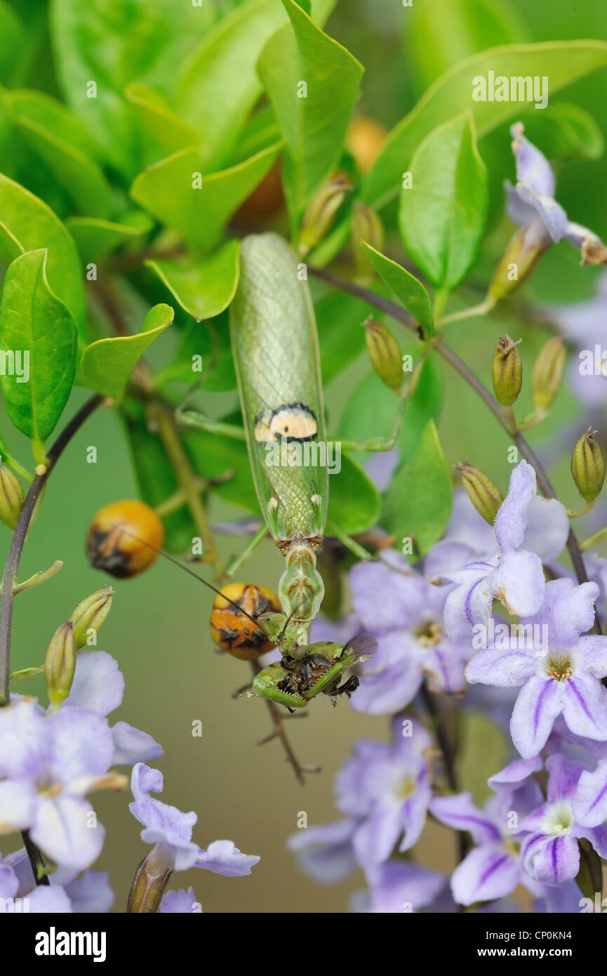 Mantis. Mantodea (or mantises) is an order of insects that contains ...