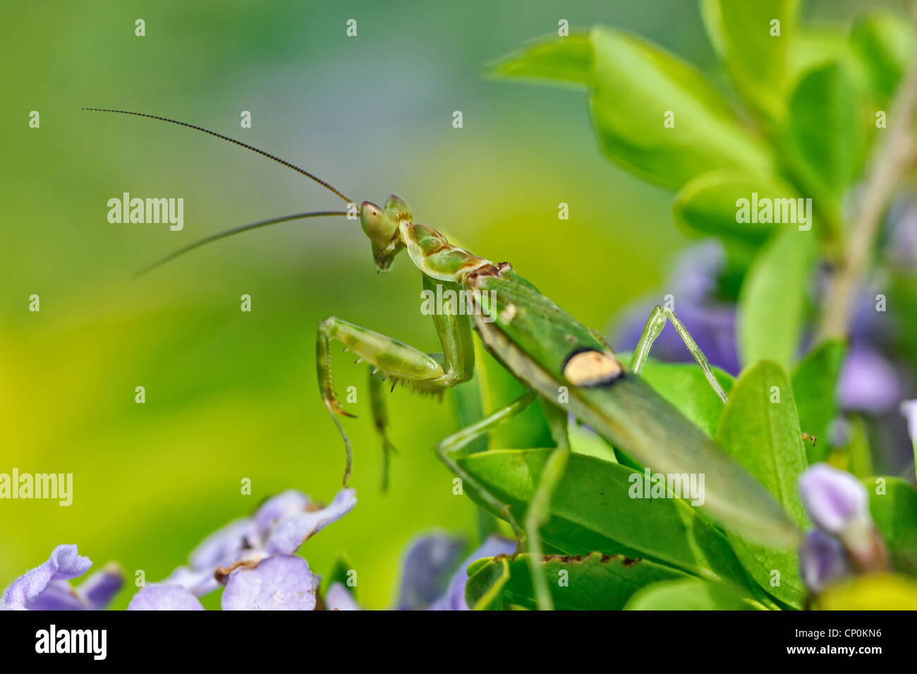 Mantis. Mantodea (or mantises) is an order of insects that contains ...