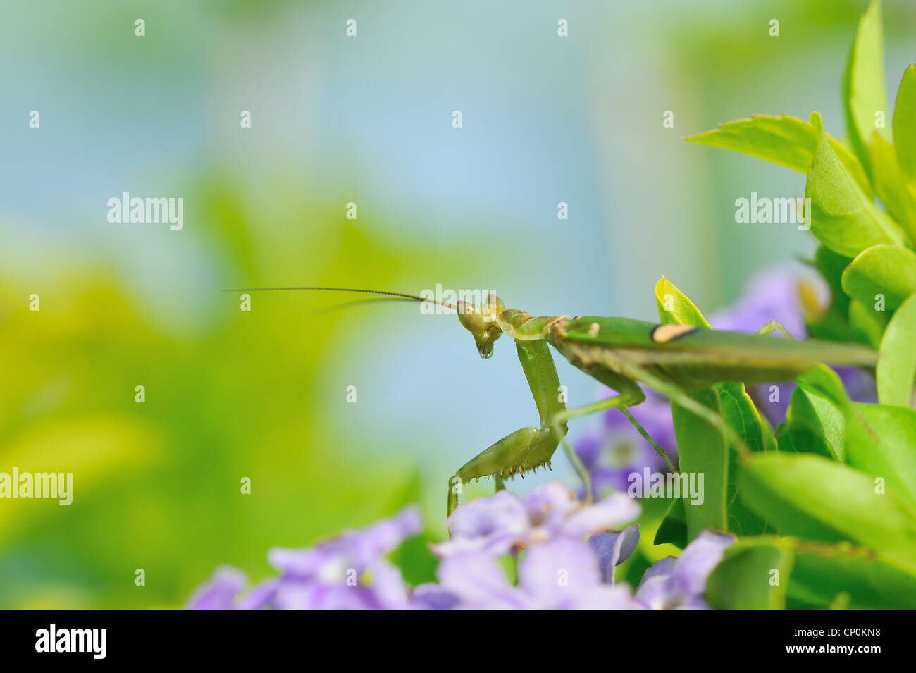 Mantis. Mantodea (or mantises) is an order of insects that contains ...