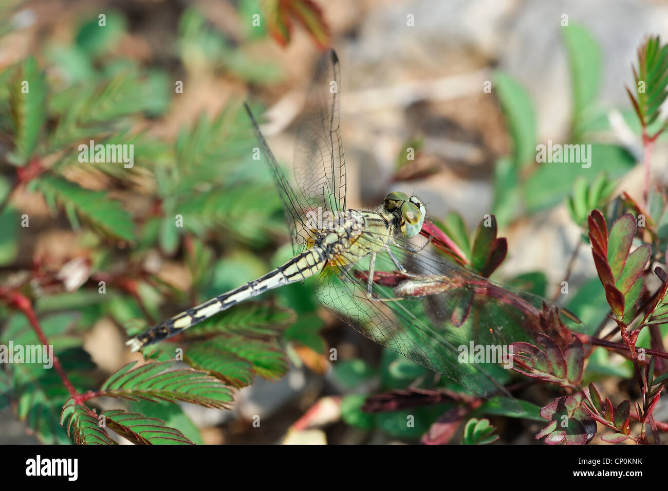 Inverted lotus flower hi-res stock photography and images - Alamy