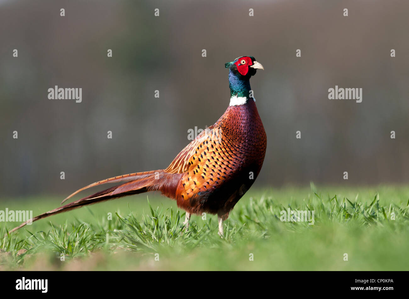 Male Pheasant portrait on arable farmland Stock Photo - Alamy