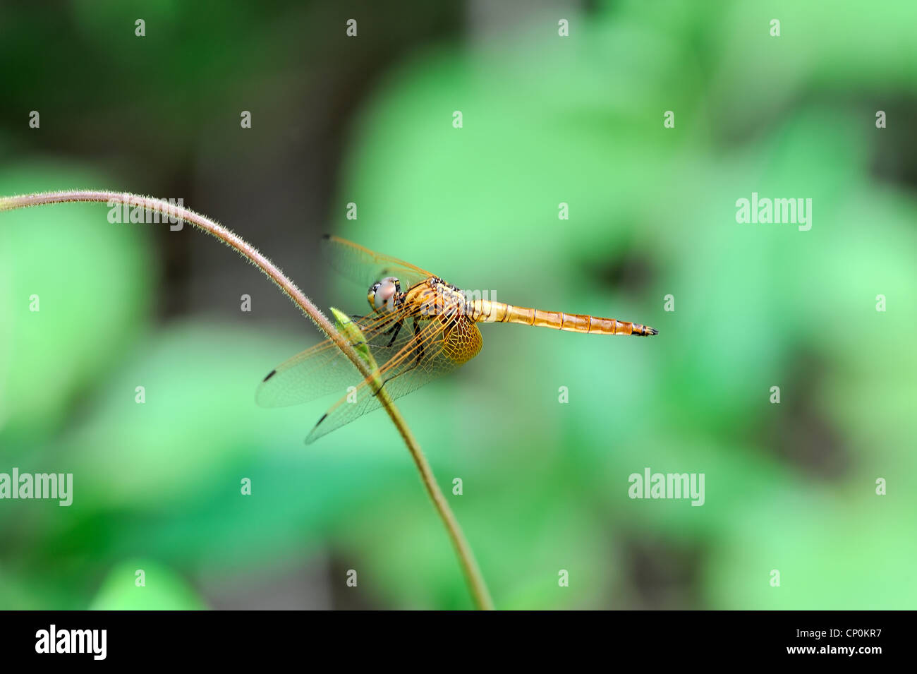 Inverted lotus flower hi-res stock photography and images - Alamy