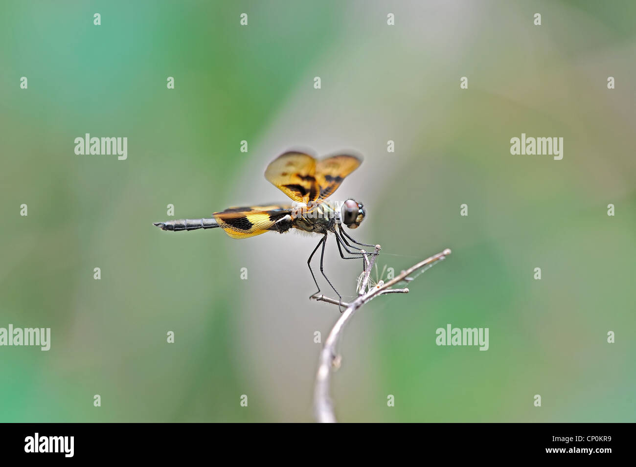 Inverted lotus flower hi-res stock photography and images - Alamy