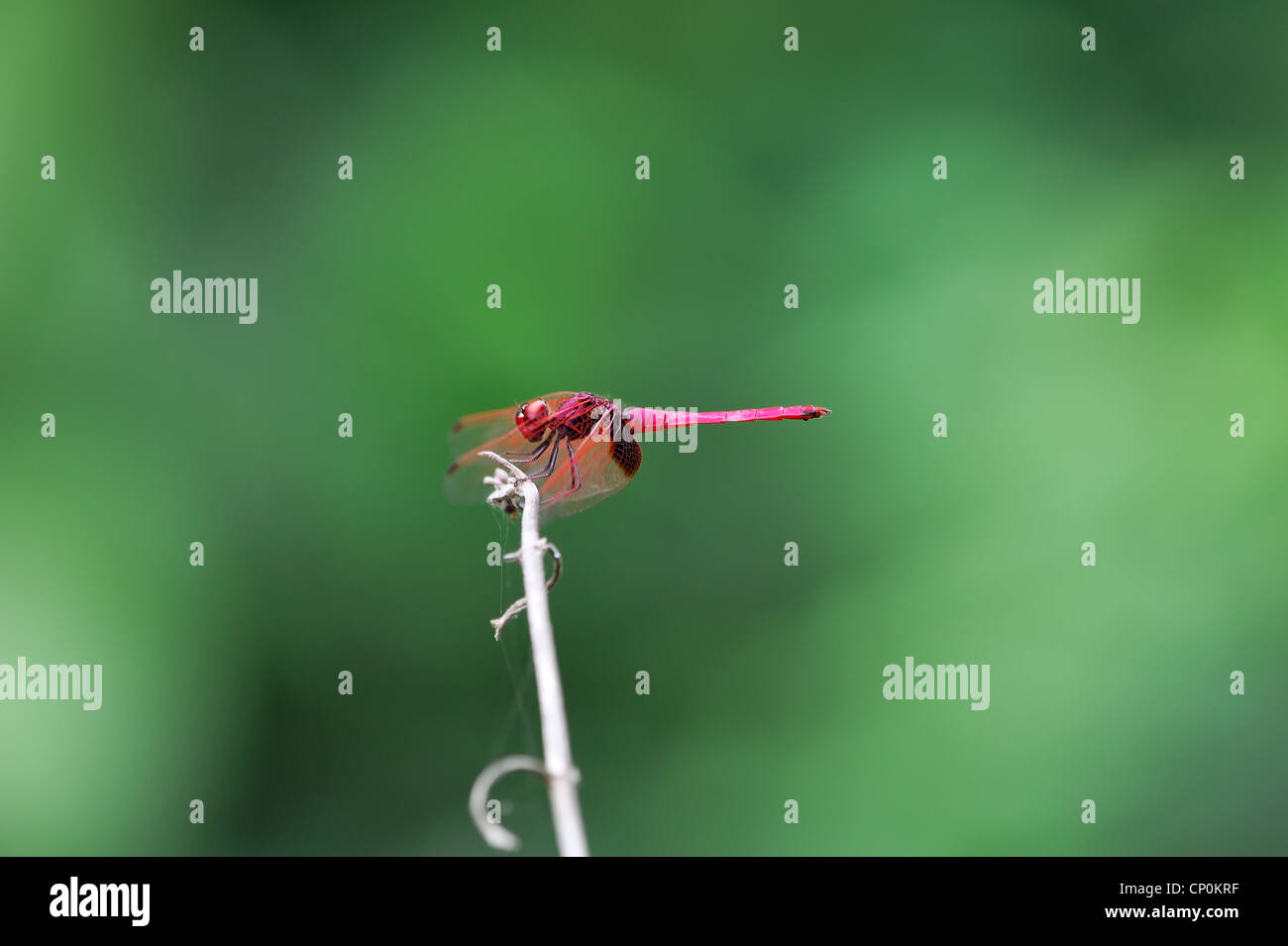 Inverted lotus flower hi-res stock photography and images - Alamy