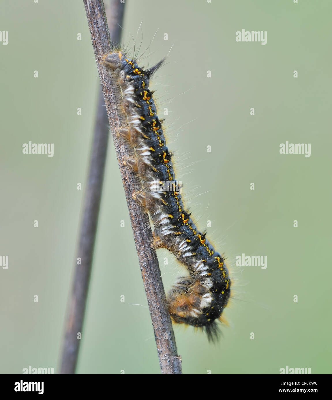 Worm isolated barbed caterpillar hi-res stock photography and images ...