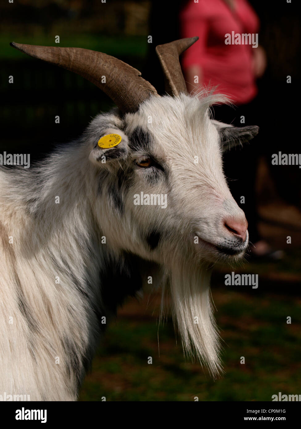 Id disc hi-res stock photography and images - Alamy